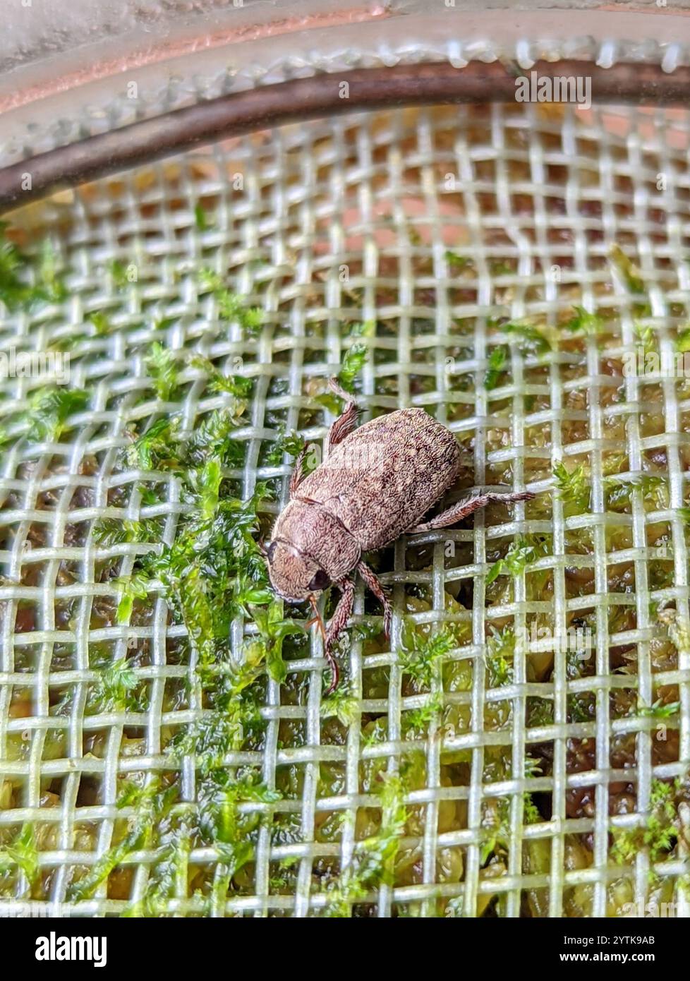 Adoretus hi-res stock photography and images - Alamy