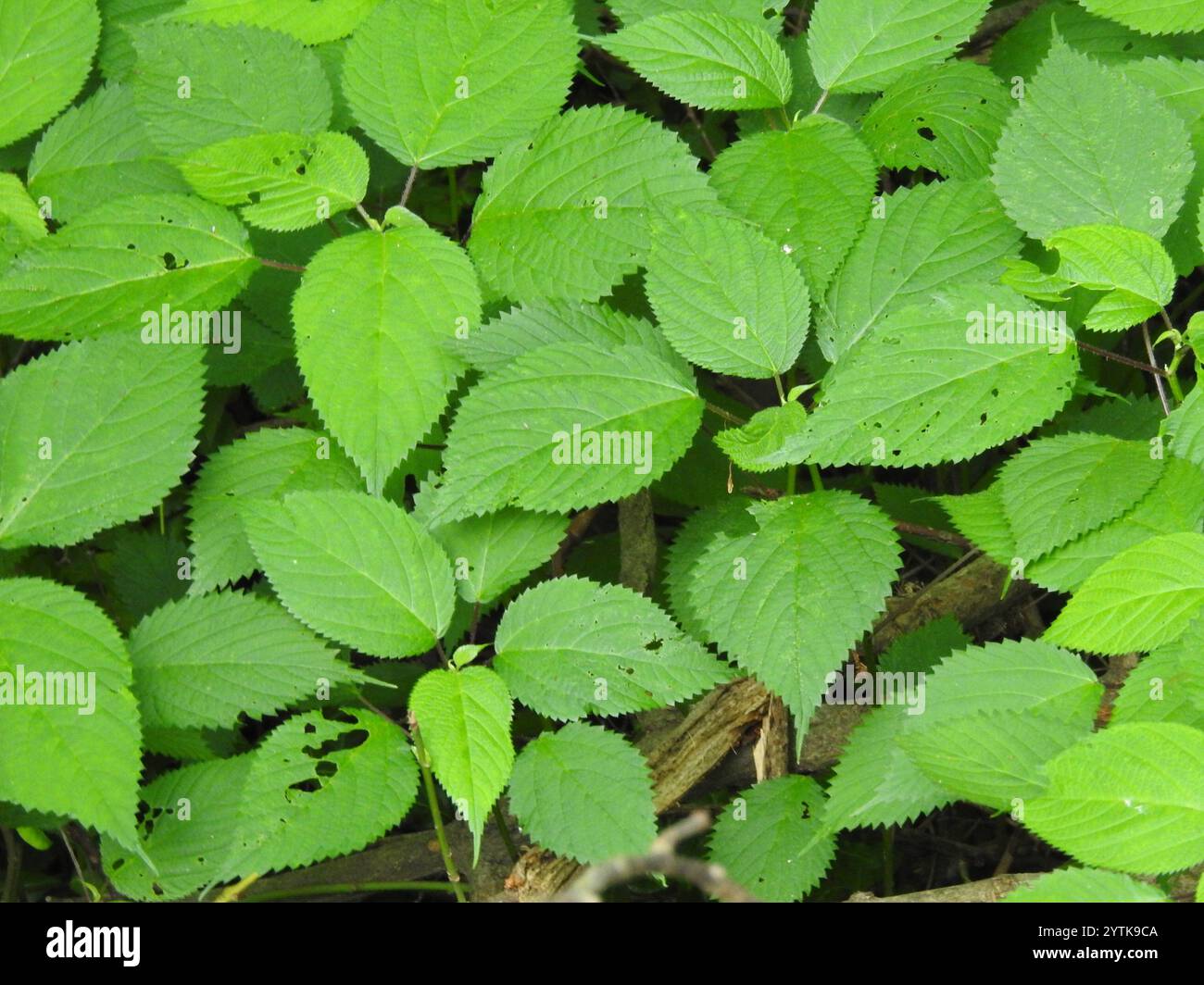 wood nettle (Laportea canadensis Stock Photo - Alamy