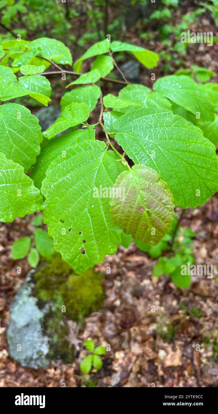 american witch-hazel (Hamamelis virginiana Stock Photo - Alamy