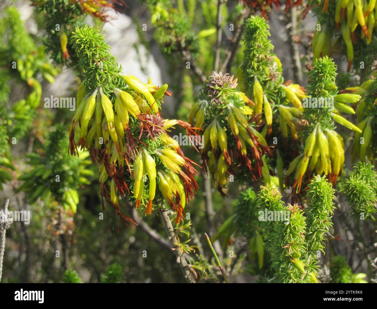 Erica coccinea coccinea hi-res stock photography and images - Alamy