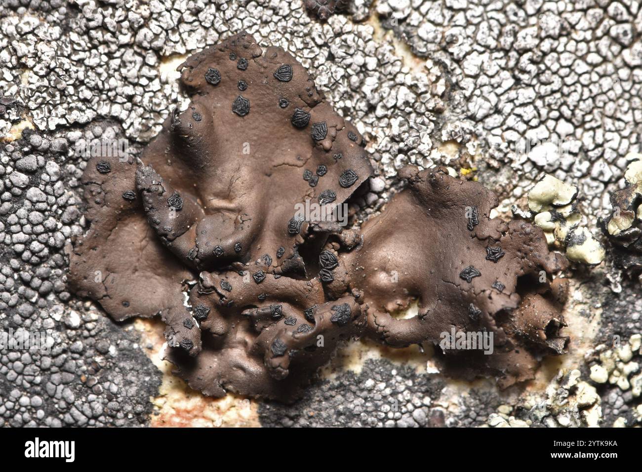 Emery Rocktripe Lichen (Umbilicaria phaea Stock Photo - Alamy
