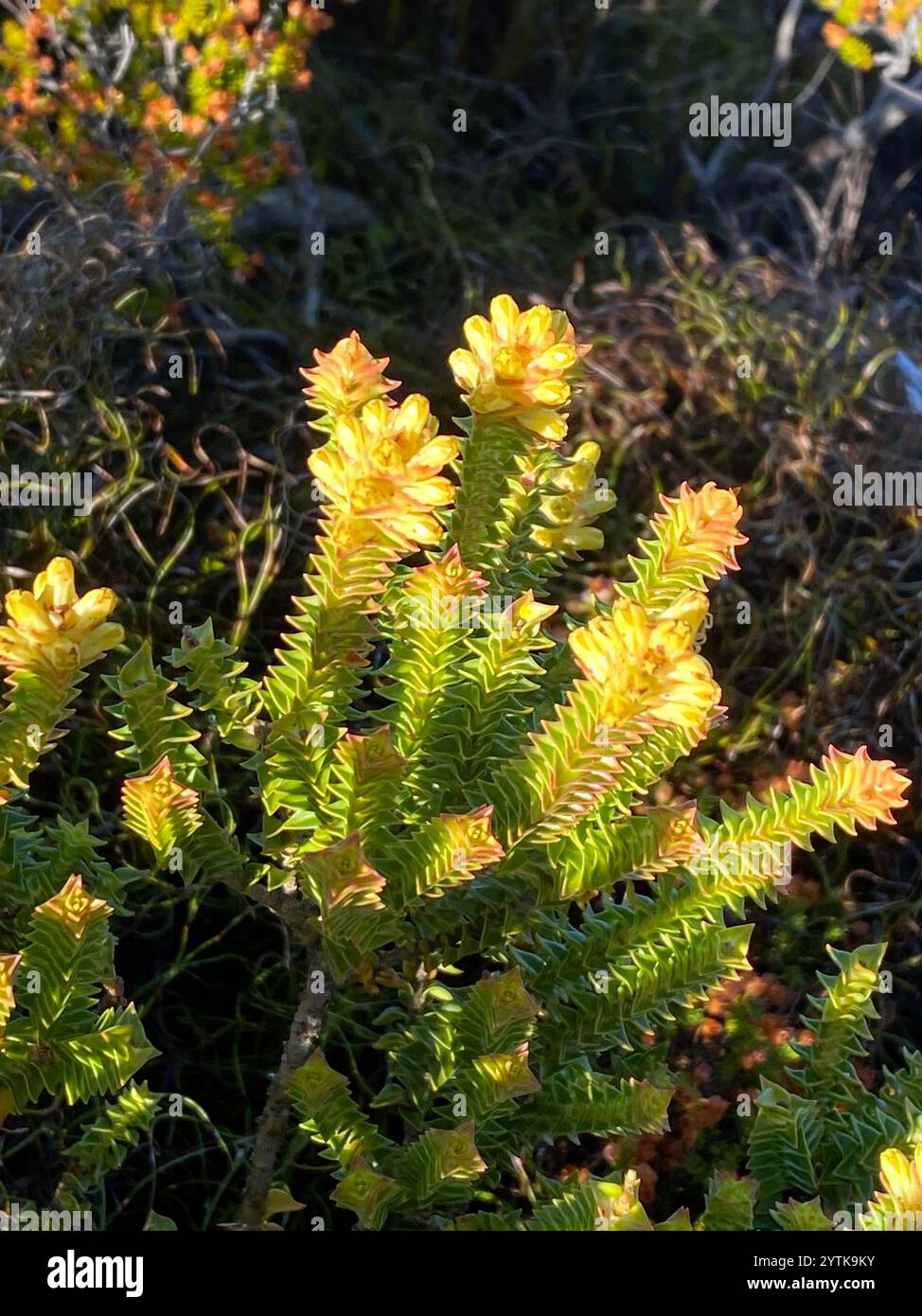 Noughts-and-Crosses (Penaea mucronata Stock Photo - Alamy