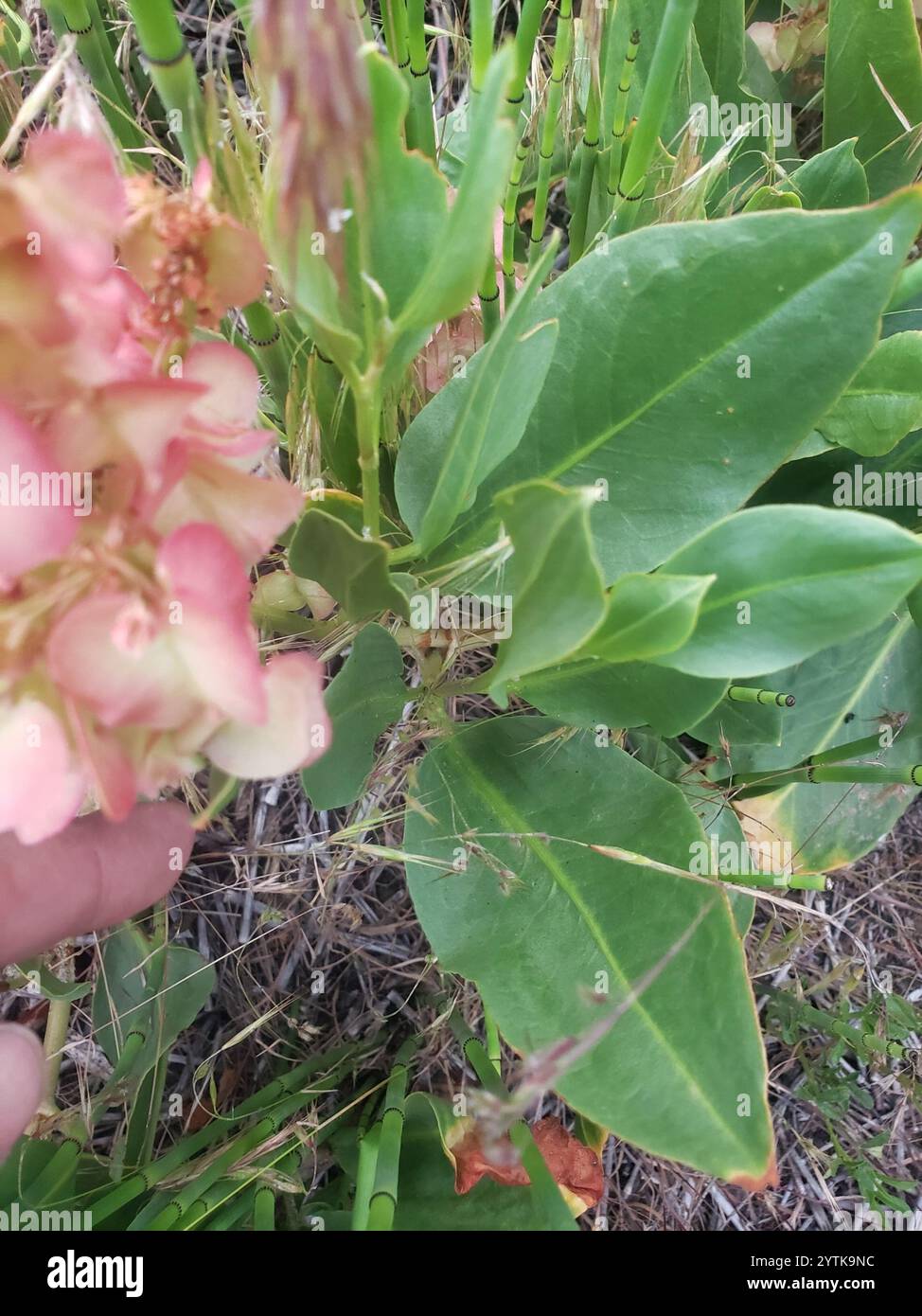 winged dock (Rumex venosus Stock Photo - Alamy