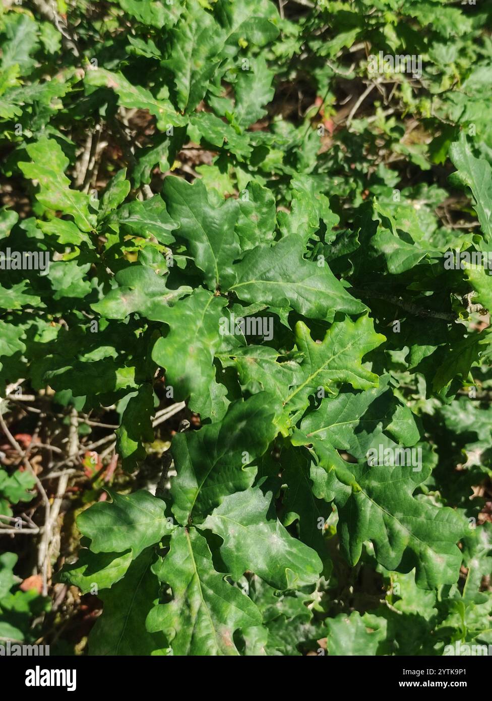 Pedunculate Oak Complex (Quercus robur Stock Photo - Alamy