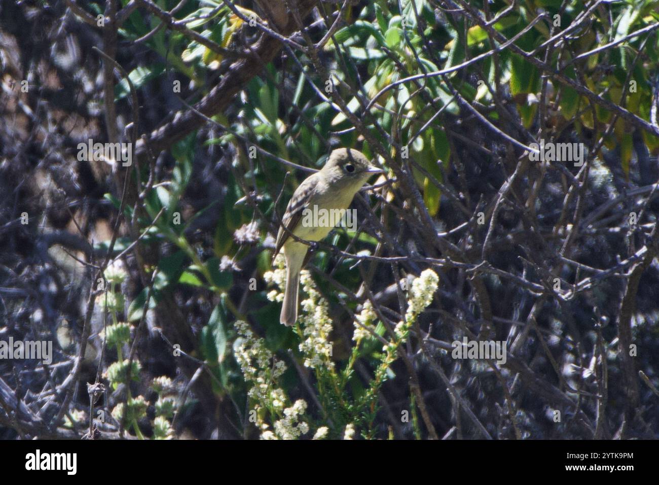 Western Flycatcher (Empidonax difficilis Stock Photo - Alamy