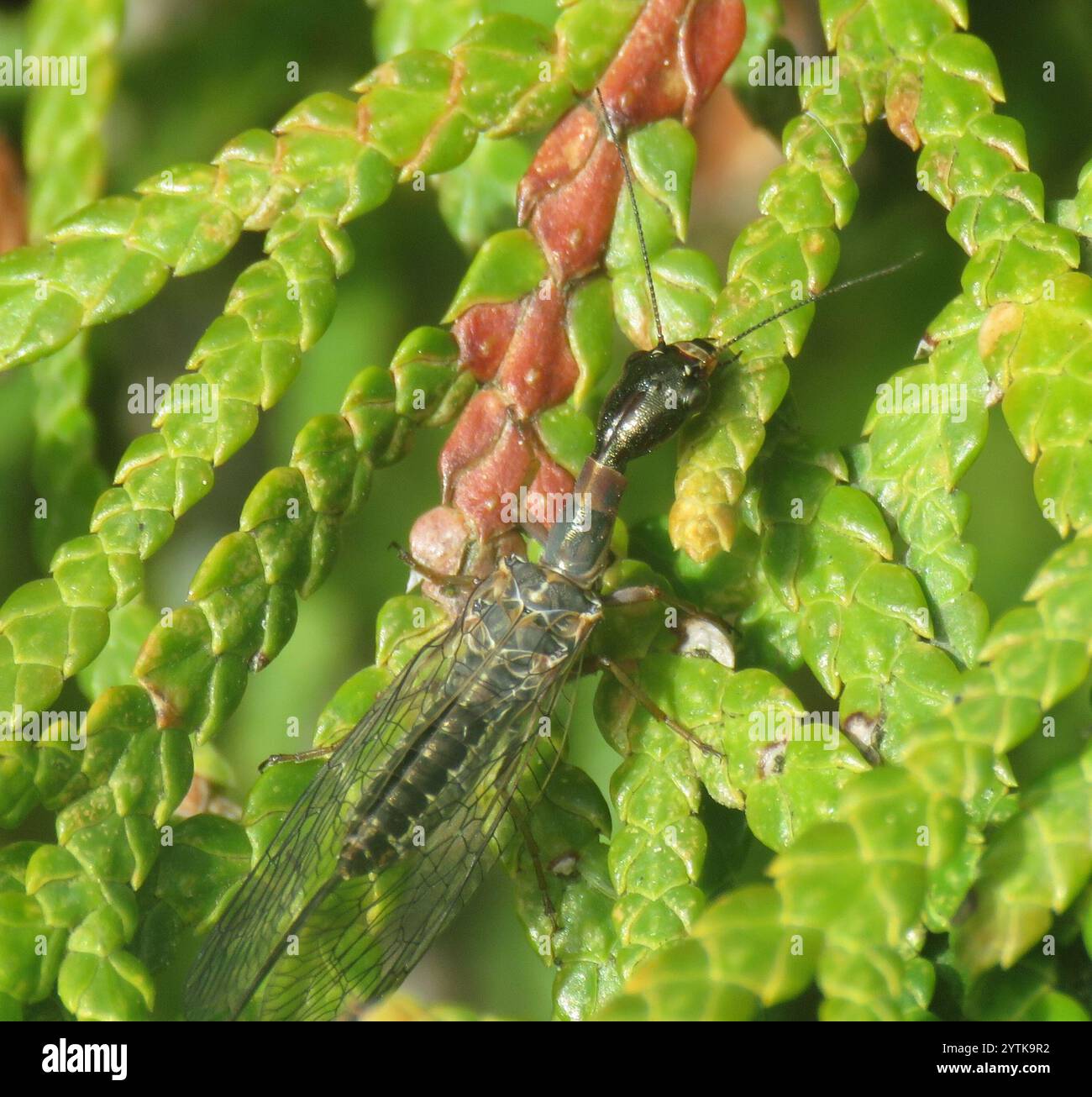 Common Snakeflies (Agulla Stock Photo - Alamy