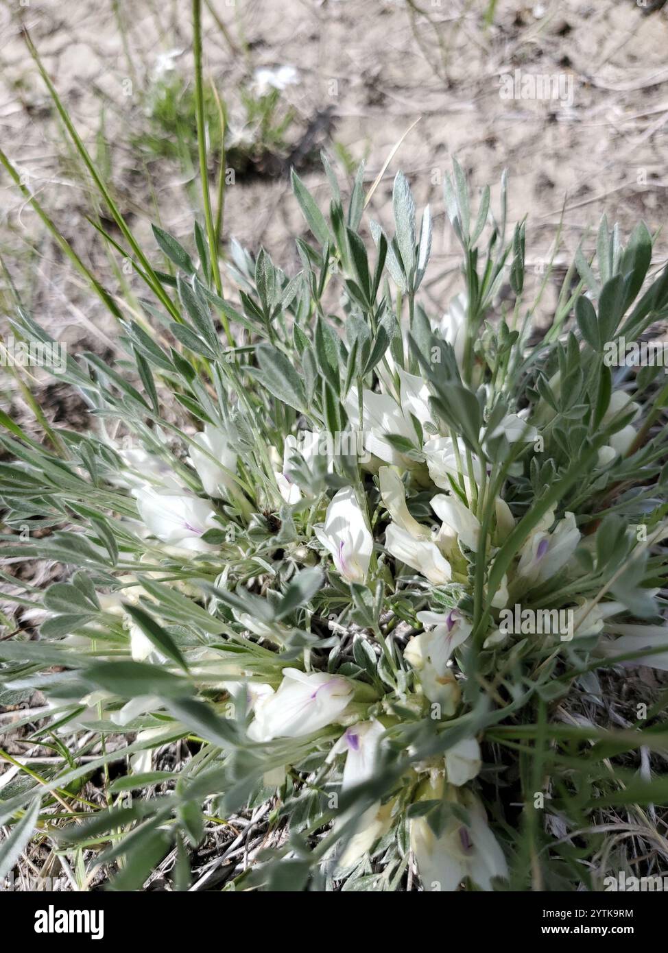 Threeleaf Milkvetch (Astragalus gilviflorus Stock Photo - Alamy