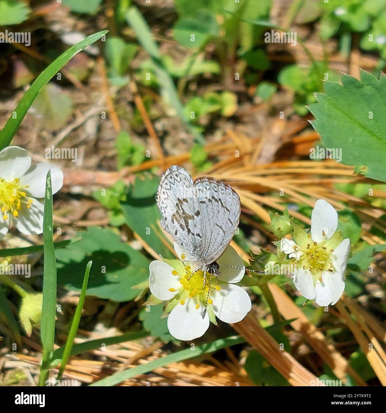 Northern Azure (Celastrina lucia Stock Photo - Alamy