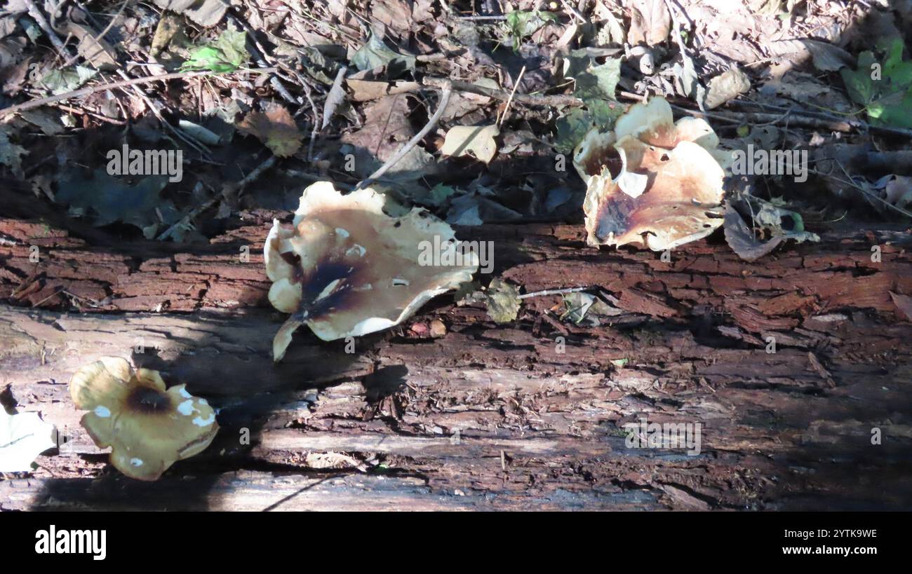 The bay polypore hi-res stock photography and images - Alamy