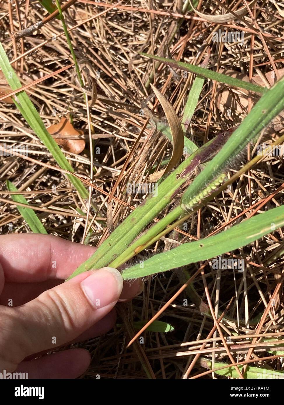 Paspalum setaceum hi-res stock photography and images - Alamy