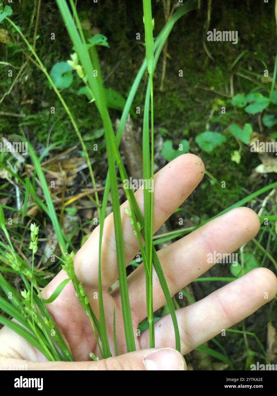 Prune-fruit Sedge (Carex corrugata Stock Photo - Alamy