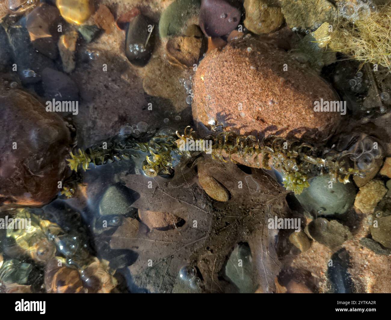 Canadian Waterweed (Elodea canadensis Stock Photo - Alamy