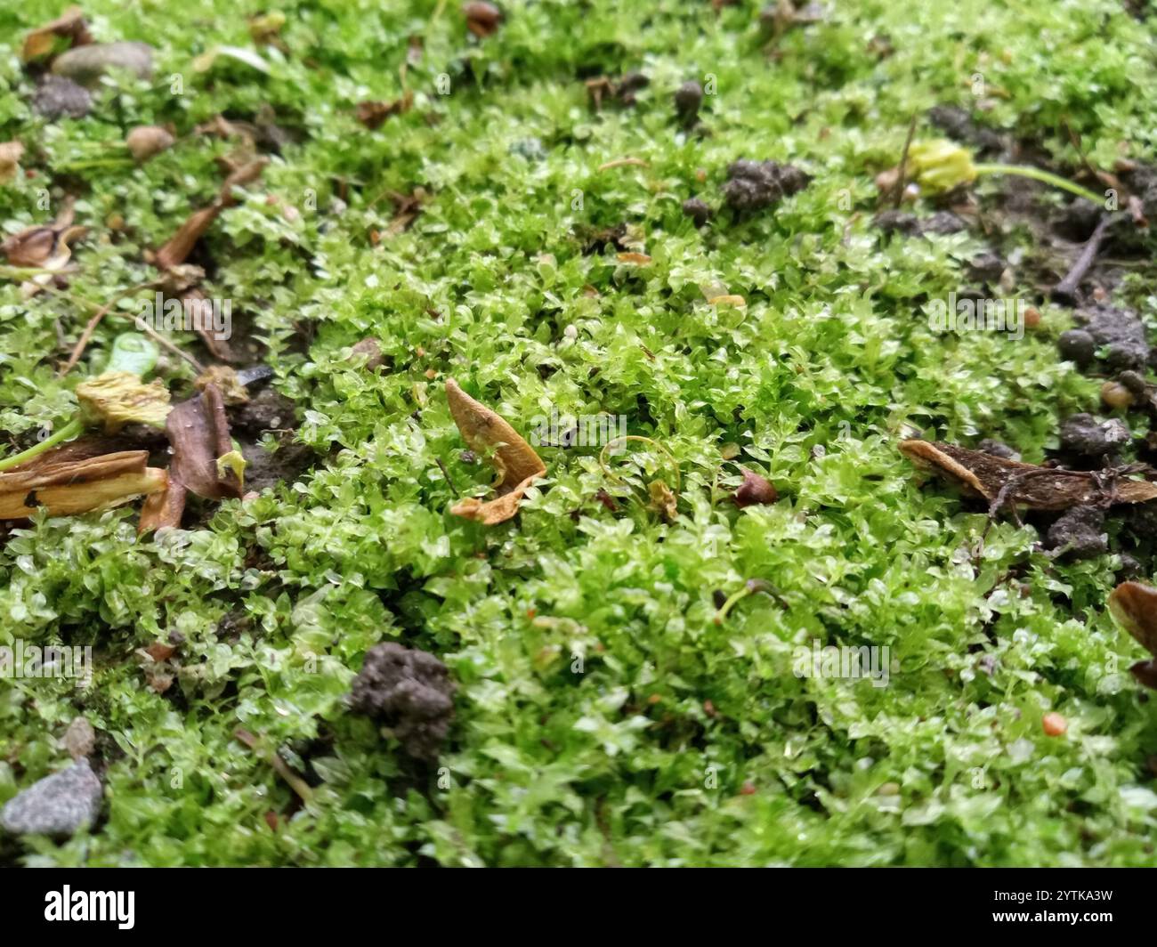 Thyme and Allied Mosses (Plagiomnium Stock Photo - Alamy