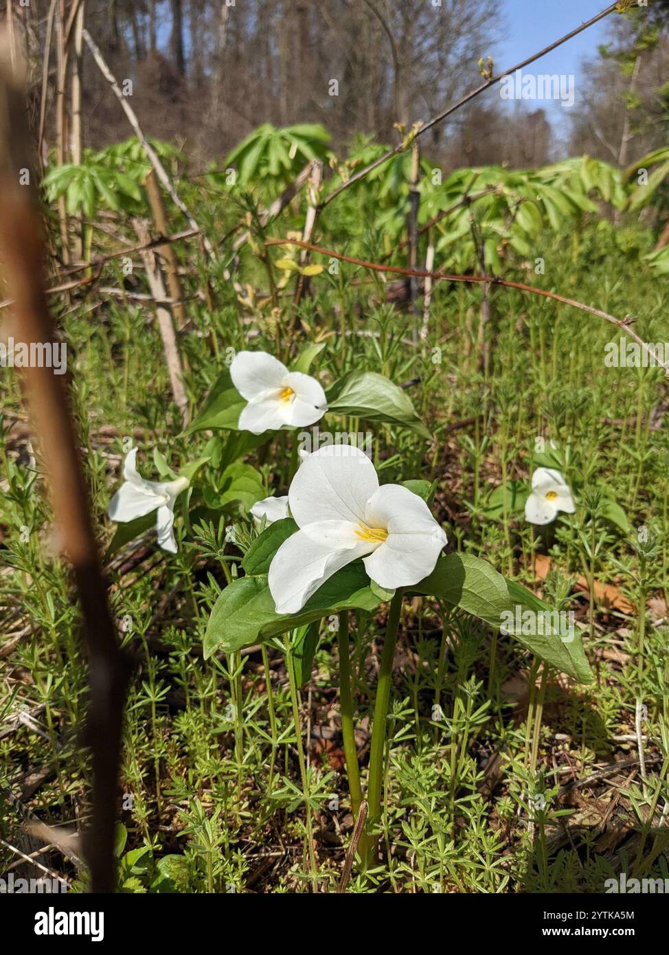 large white trillium (Trillium grandiflorum Stock Photo - Alamy