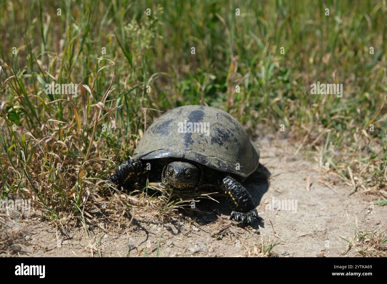 European Pond Turtle (Emys orbicularis Stock Photo - Alamy