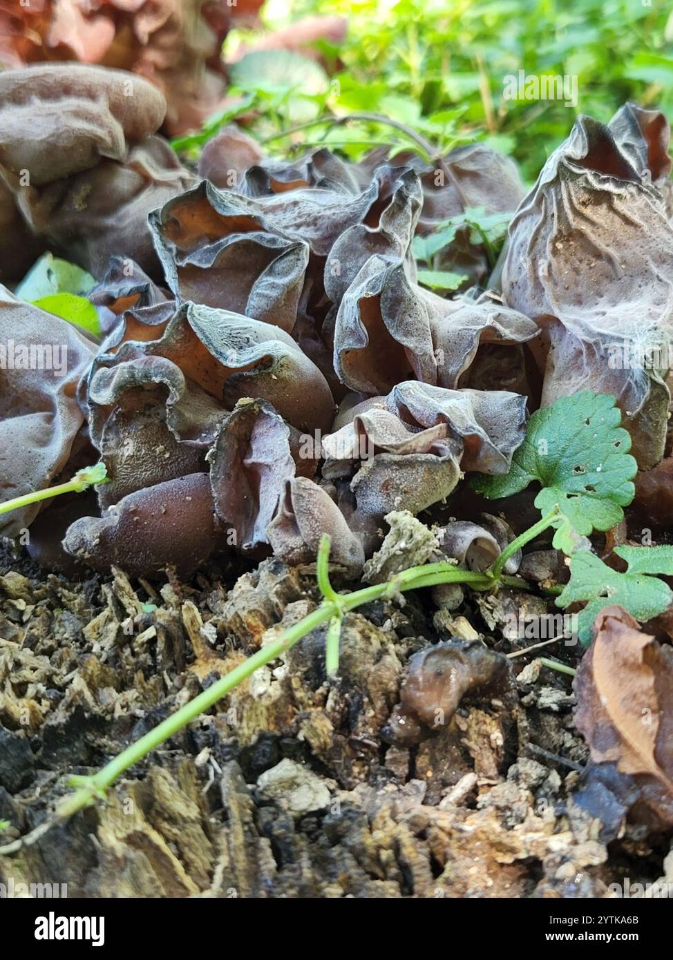 Jelly Tree Ear (Auricularia americana Stock Photo - Alamy