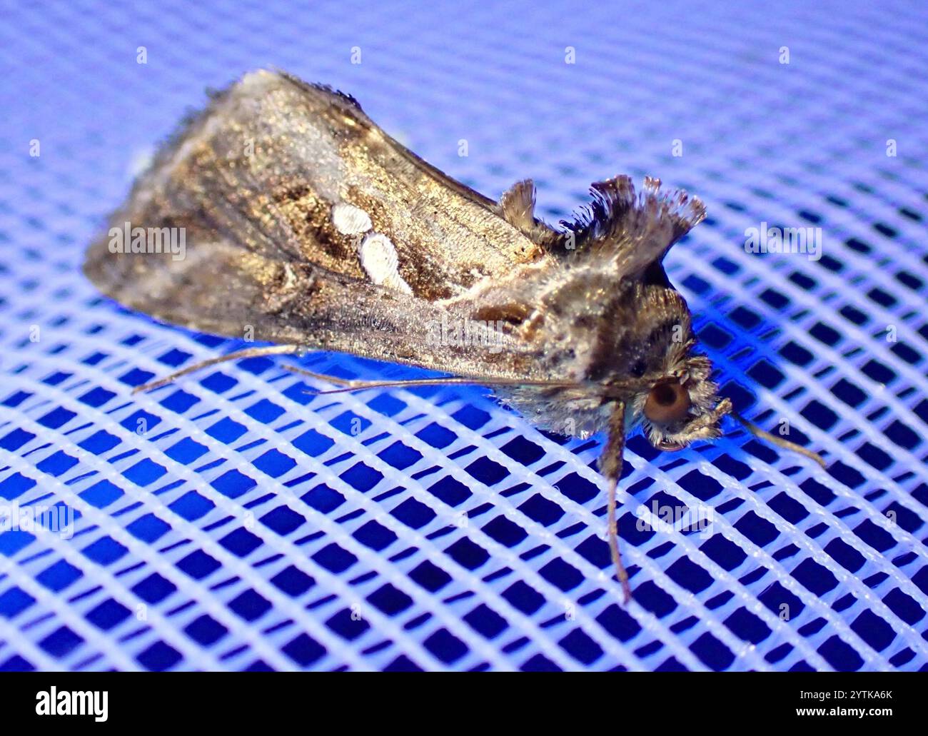 Tomato Looper (Chrysodeixis chalcites Stock Photo - Alamy