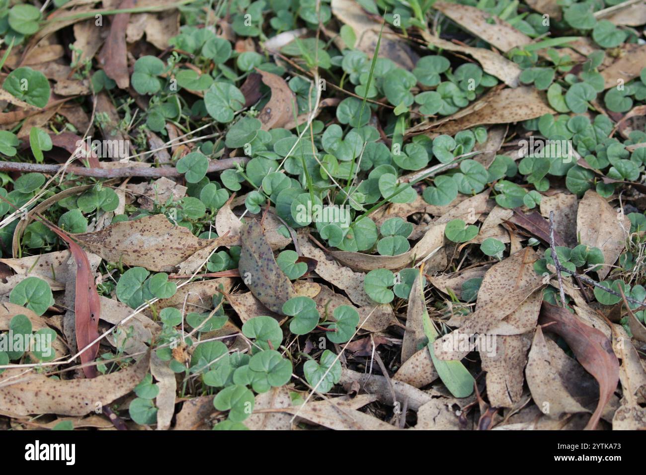 kidney weed (Dichondra repens Stock Photo - Alamy