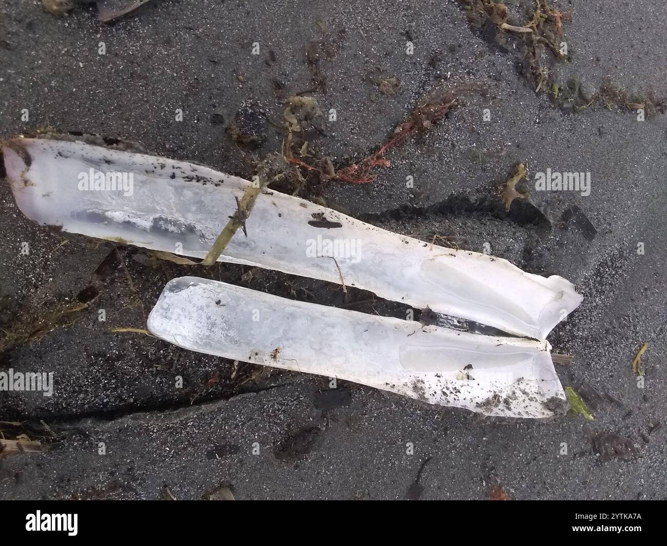 Atlantic Jackknife (Ensis leei Stock Photo - Alamy