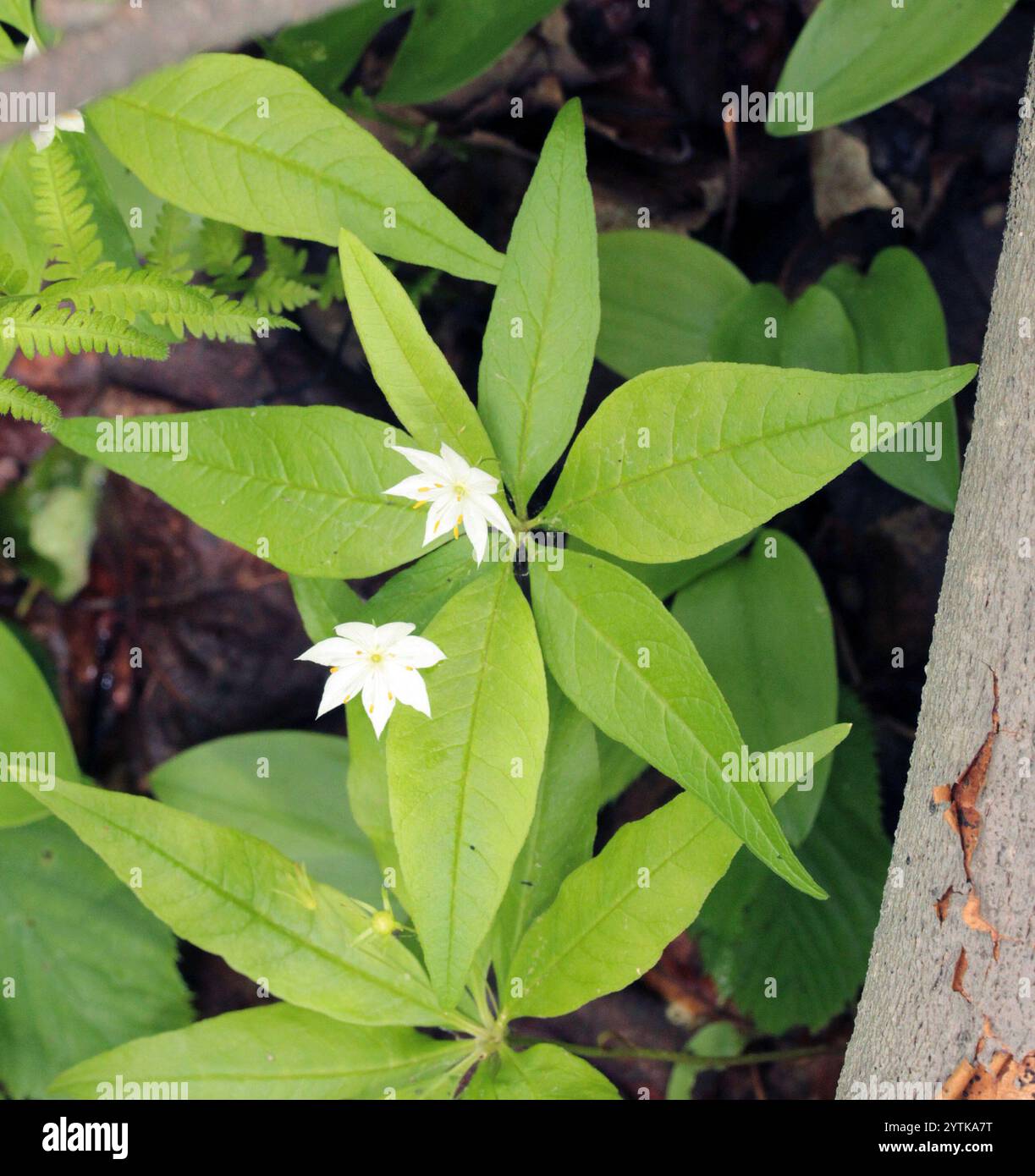 northern starflower (Lysimachia borealis Stock Photo - Alamy