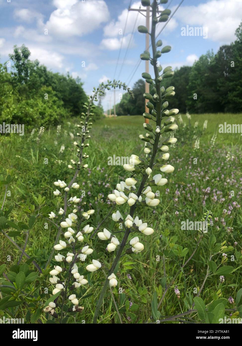 thin-pod white wild indigo (Baptisia alba macrophylla Stock Photo - Alamy