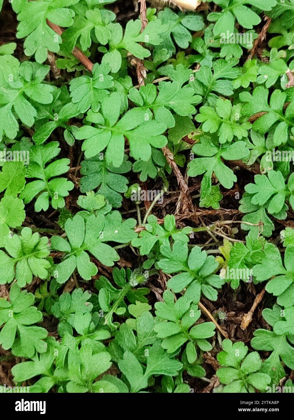 Pinnate Ellisiophyllum (Ellisiophyllum pinnatum Stock Photo - Alamy