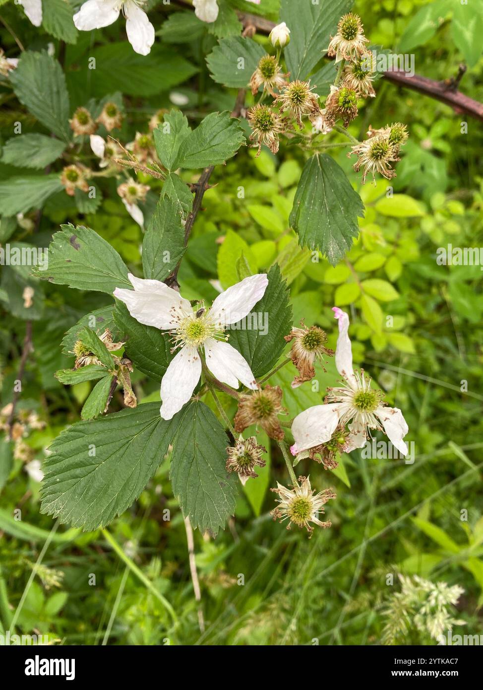 Pensilvanicus hi-res stock photography and images - Alamy