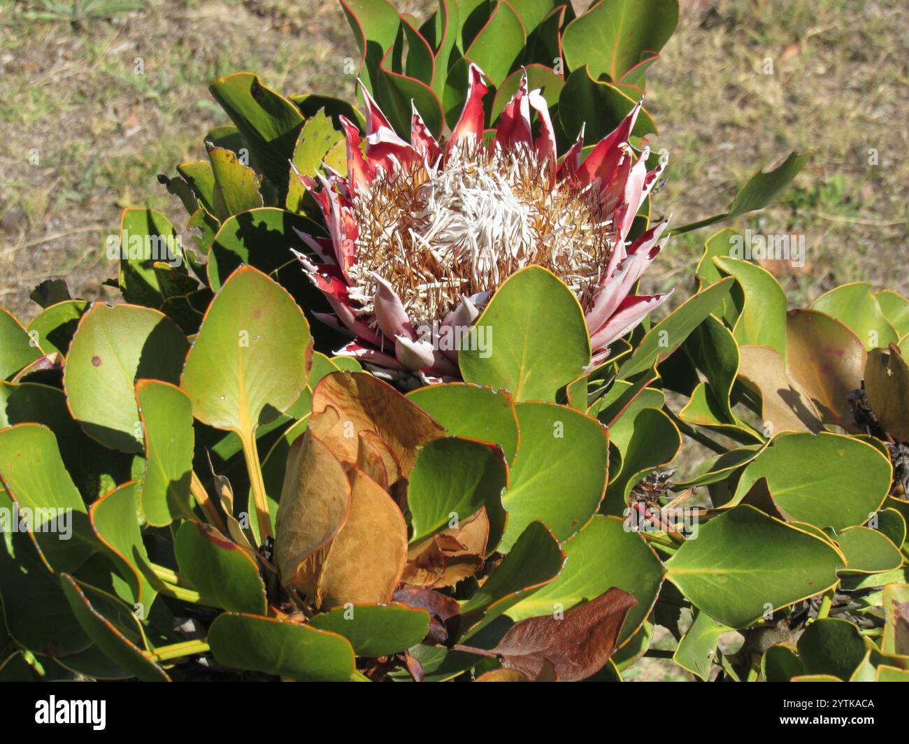 King Protea (Protea cynaroides Stock Photo - Alamy