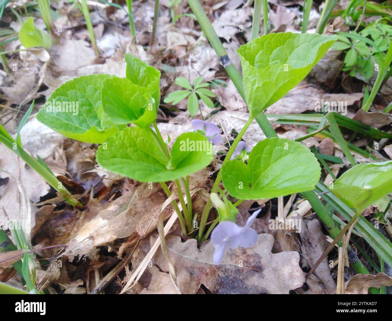 Broad-leaved Violet (Viola mirabilis Stock Photo - Alamy