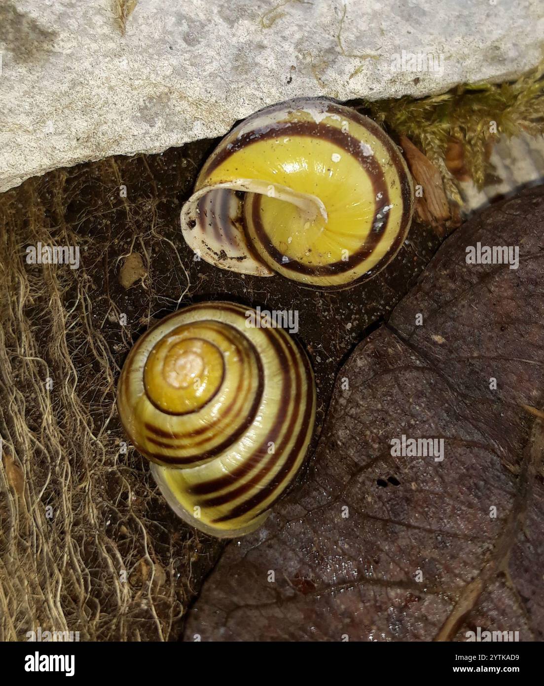 White-lipped Snail (Cepaea hortensis Stock Photo - Alamy