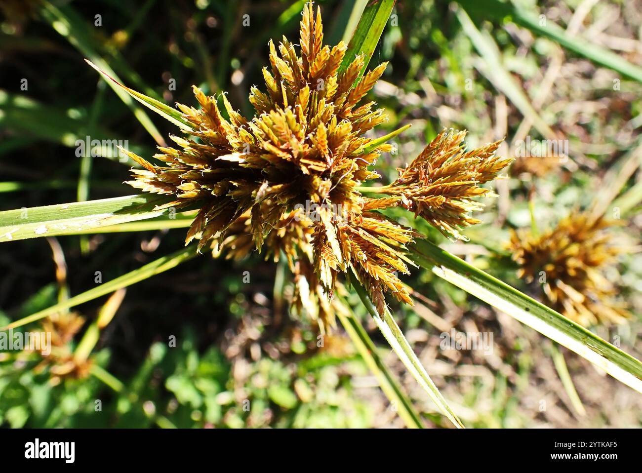 Bunchy flat-sedge (Cyperus polystachyos Stock Photo - Alamy