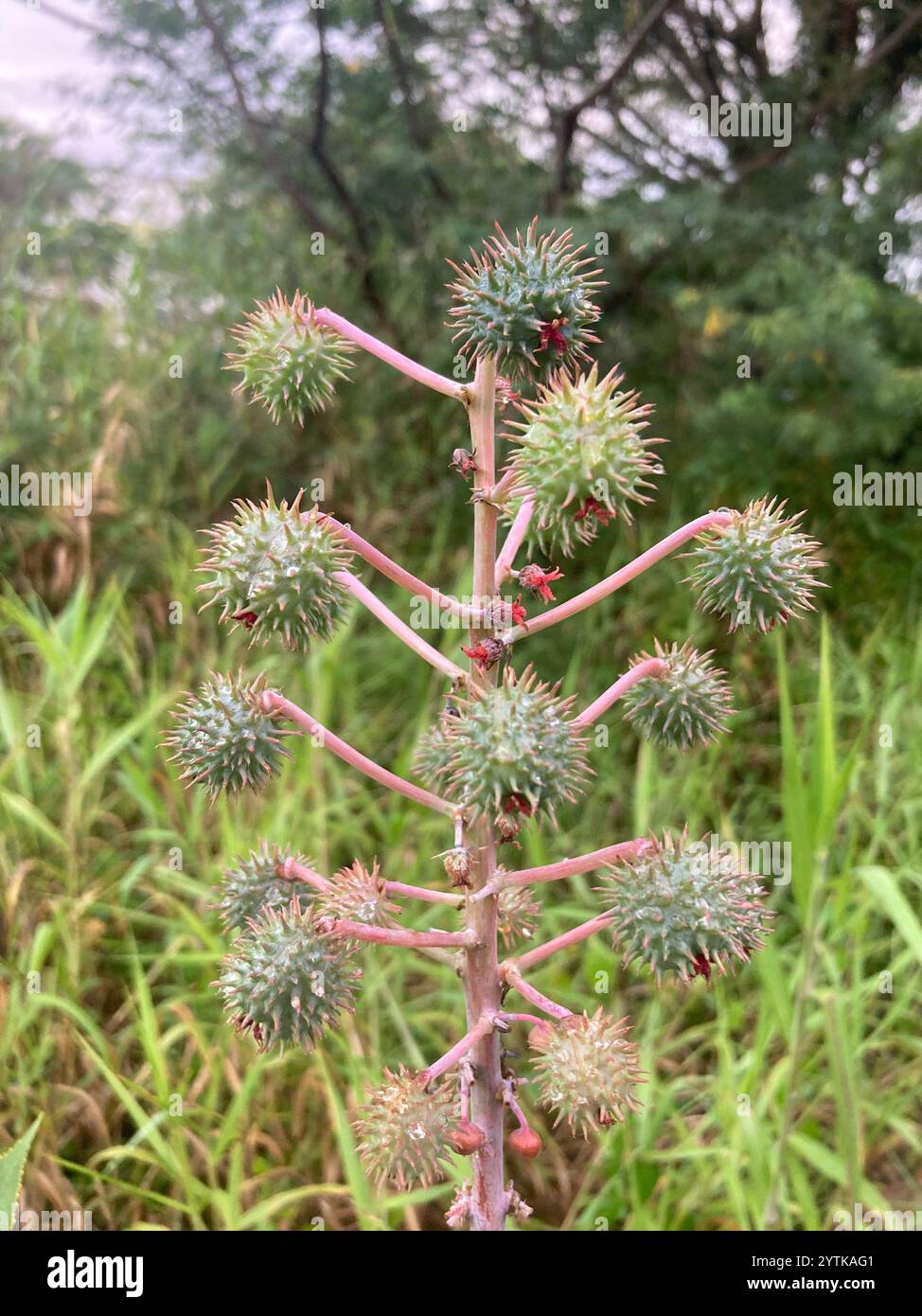 castor bean (Ricinus communis Stock Photo - Alamy