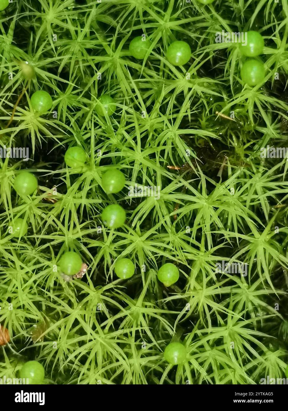 Common Apple-moss (Bartramia pomiformis Stock Photo - Alamy