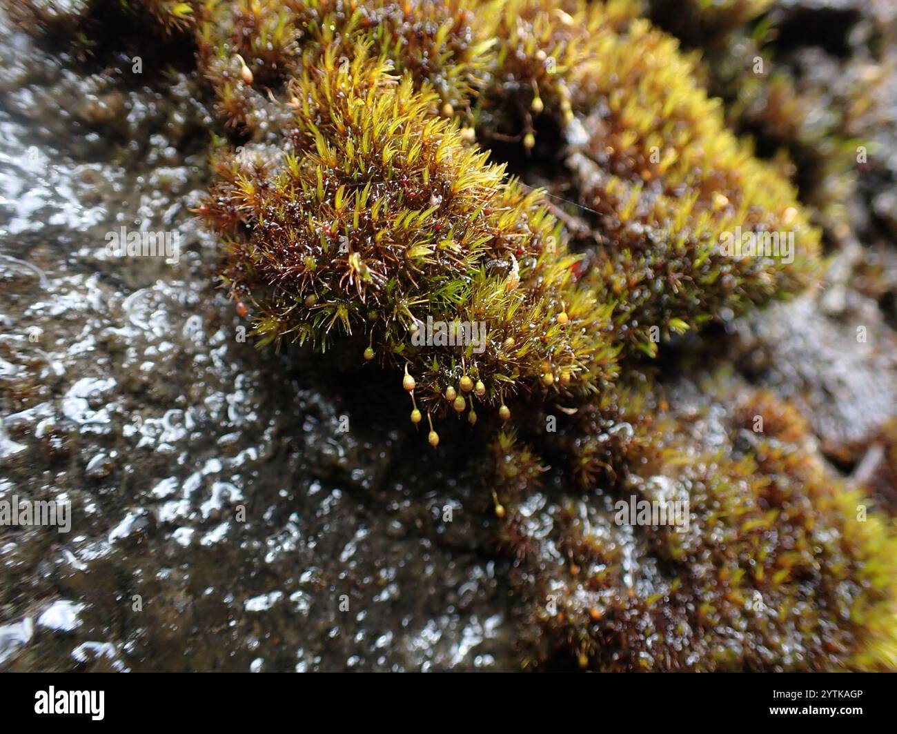 Sharp-leaved Blindia (Blindia acuta Stock Photo - Alamy