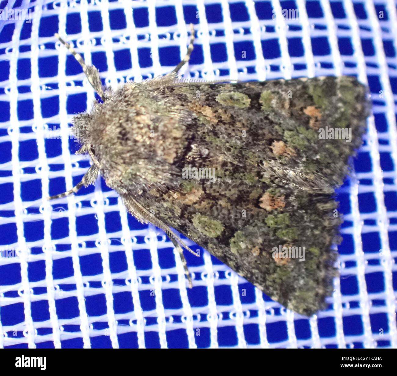 Cutworms and Dart Moths (Noctuinae Stock Photo - Alamy