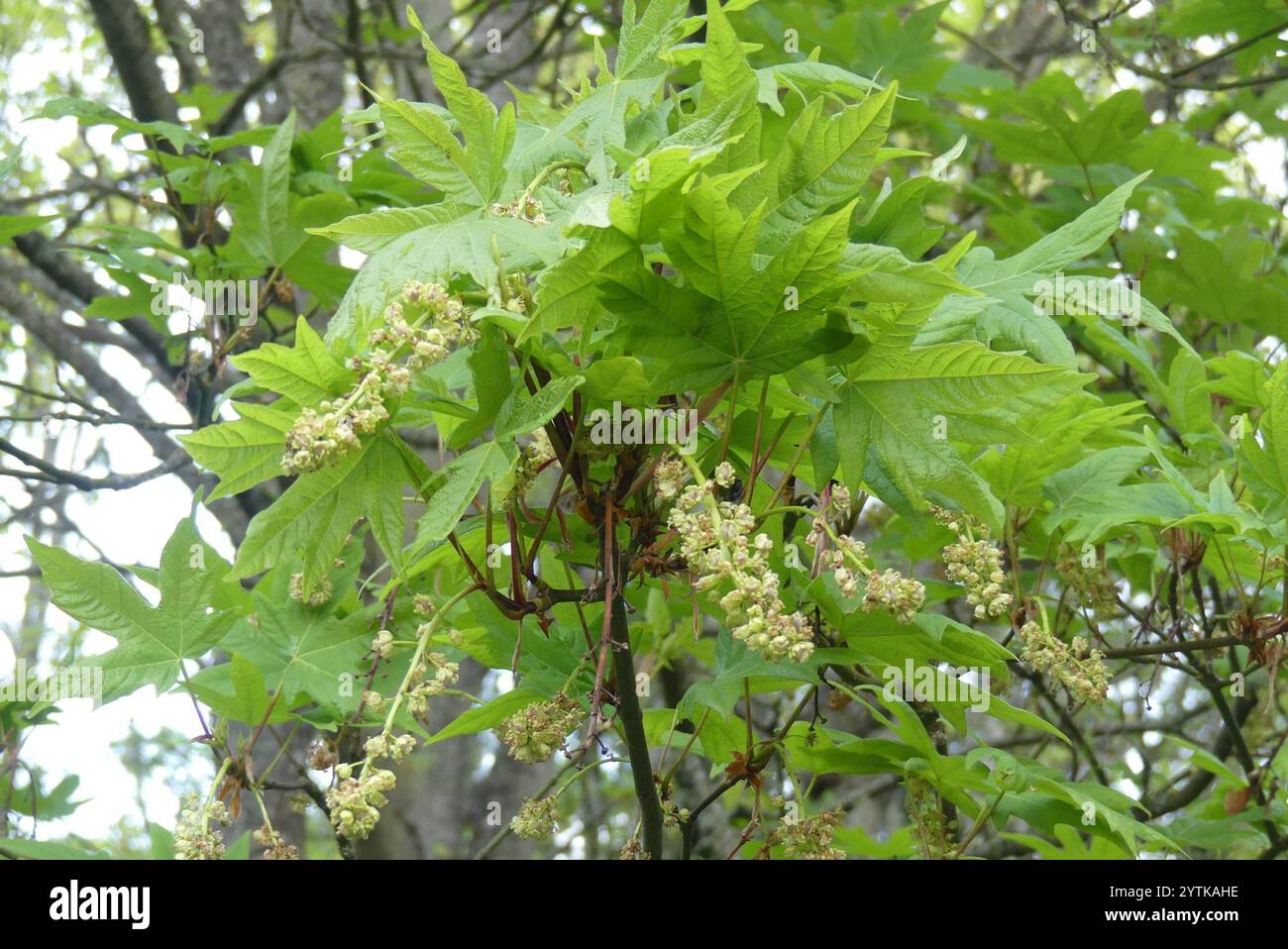 bigleaf maple (Acer macrophyllum Stock Photo - Alamy