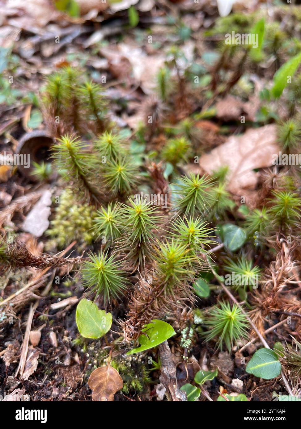 Common Haircap Moss (Polytrichum commune Stock Photo - Alamy