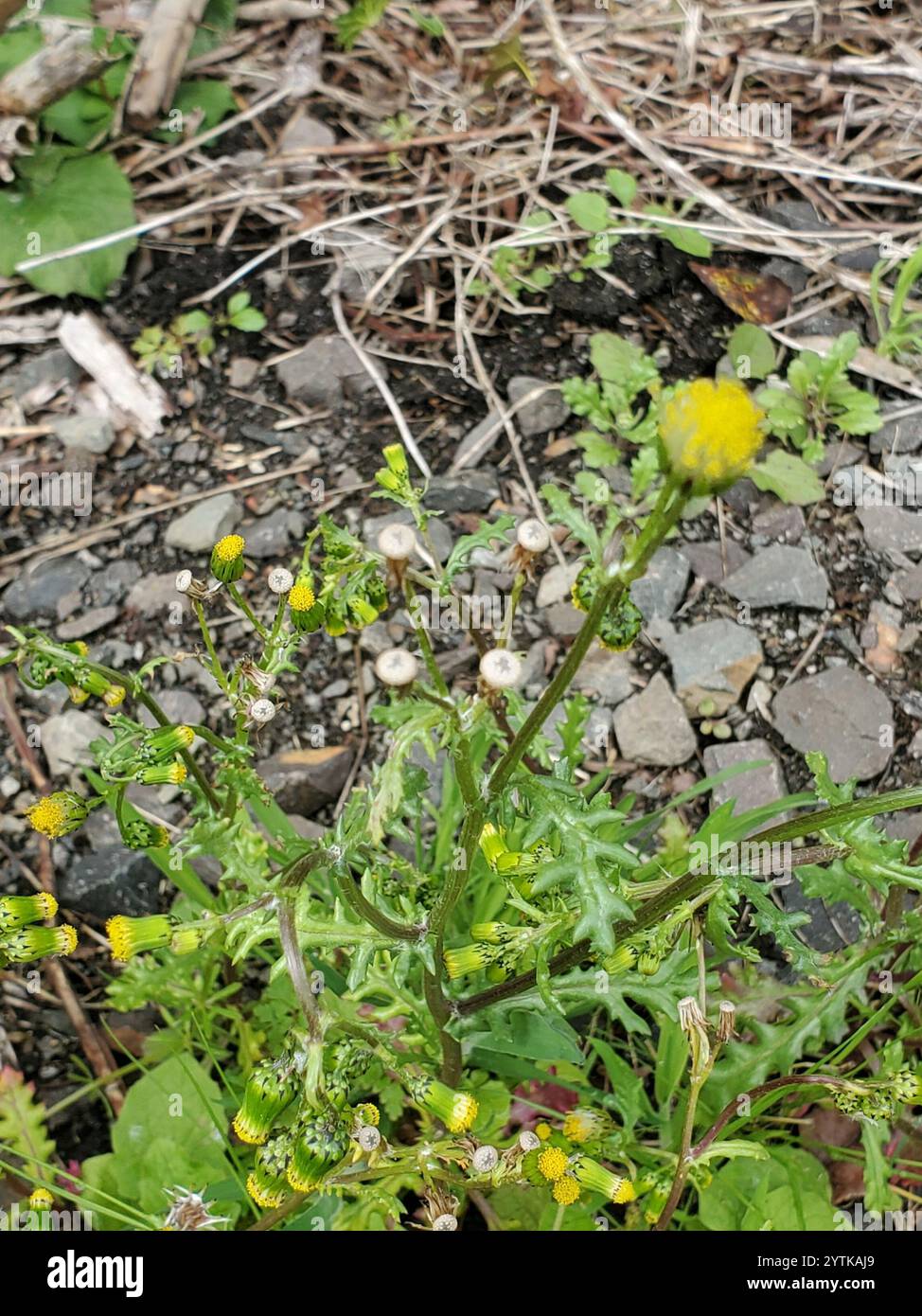 common groundsel (Senecio vulgaris Stock Photo - Alamy