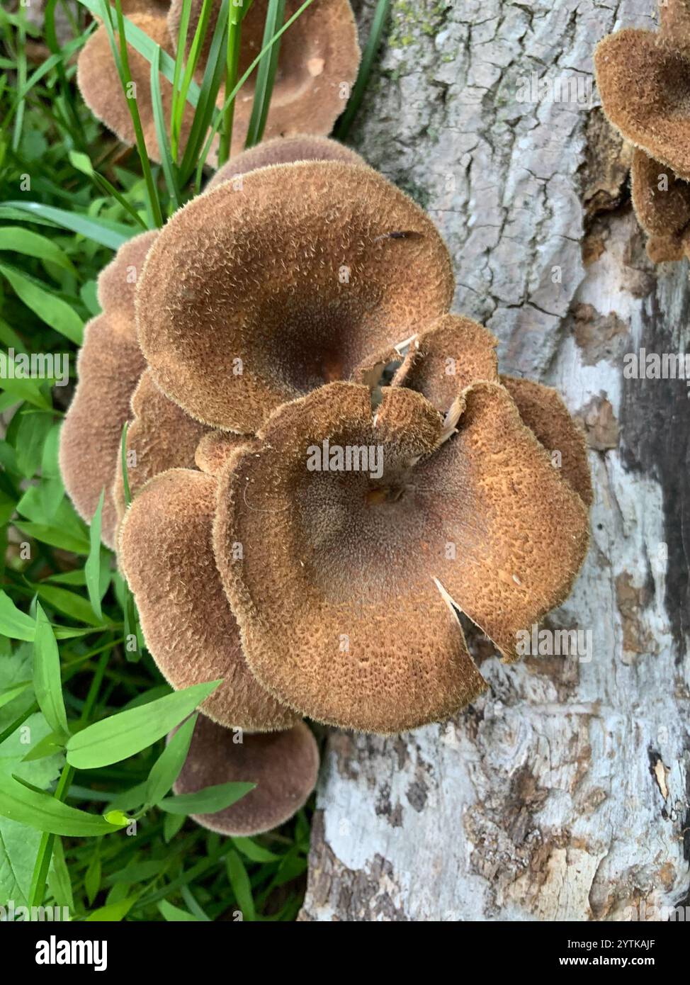 Hairy Oyster Mushroom (Panus lecomtei Stock Photo - Alamy