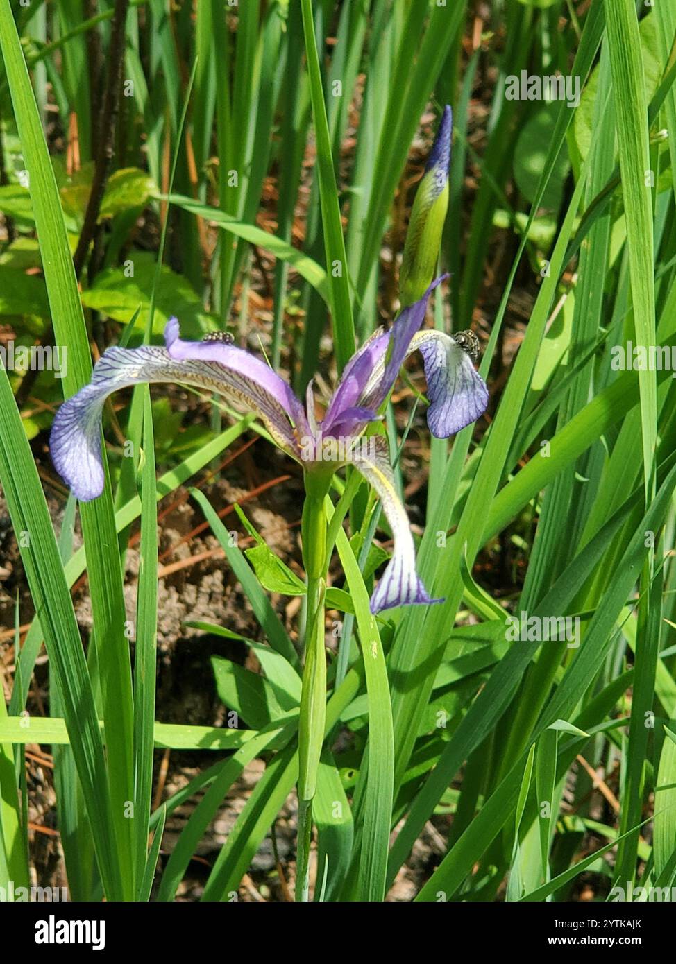 Slender Blue Flag (Iris prismatica Stock Photo - Alamy