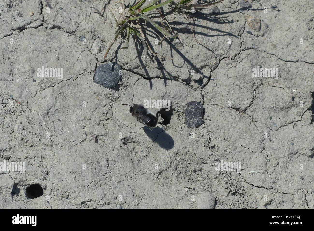Anthophorini hi-res stock photography and images - Alamy