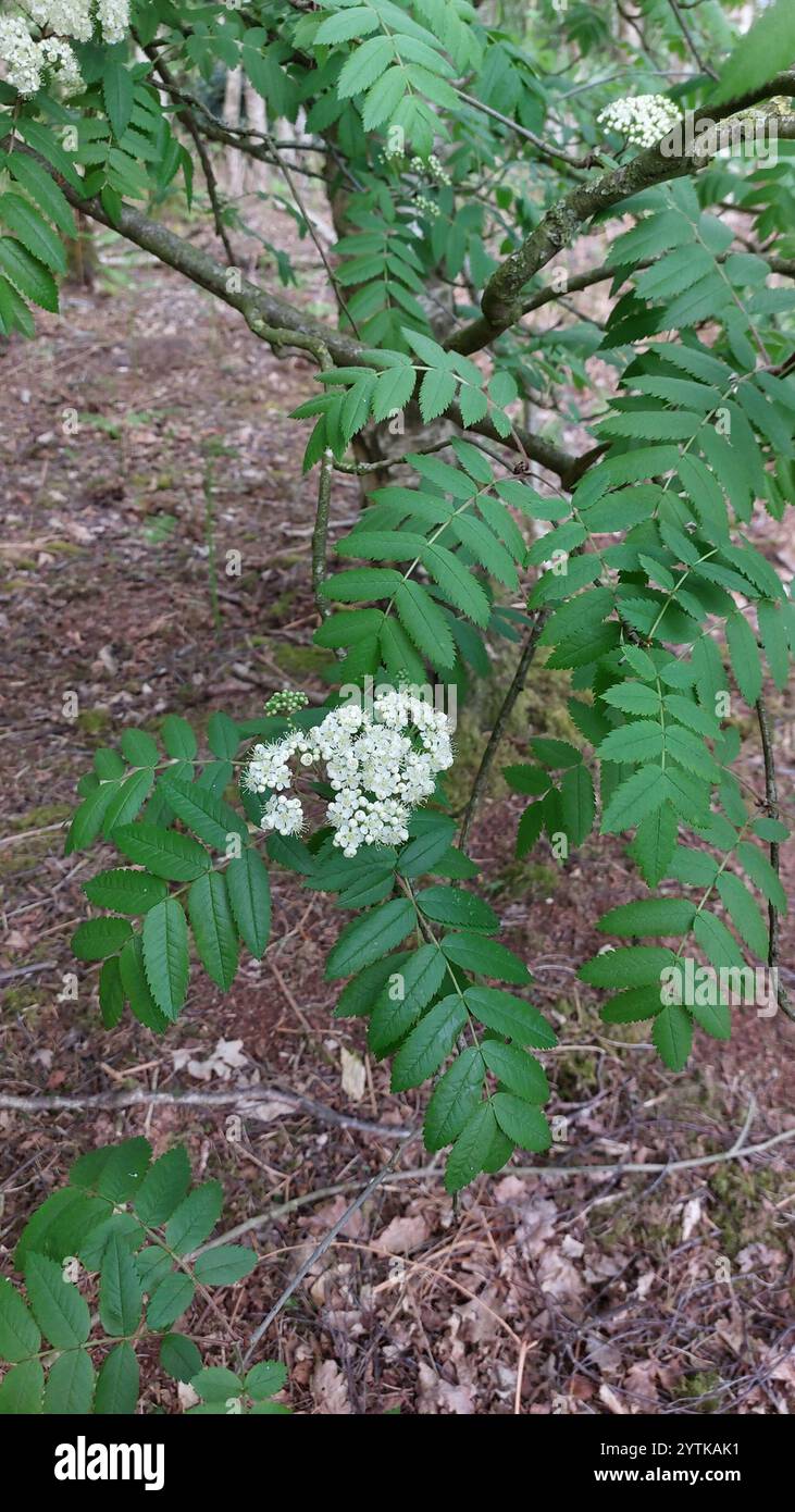European mountain ash (Sorbus aucuparia Stock Photo - Alamy