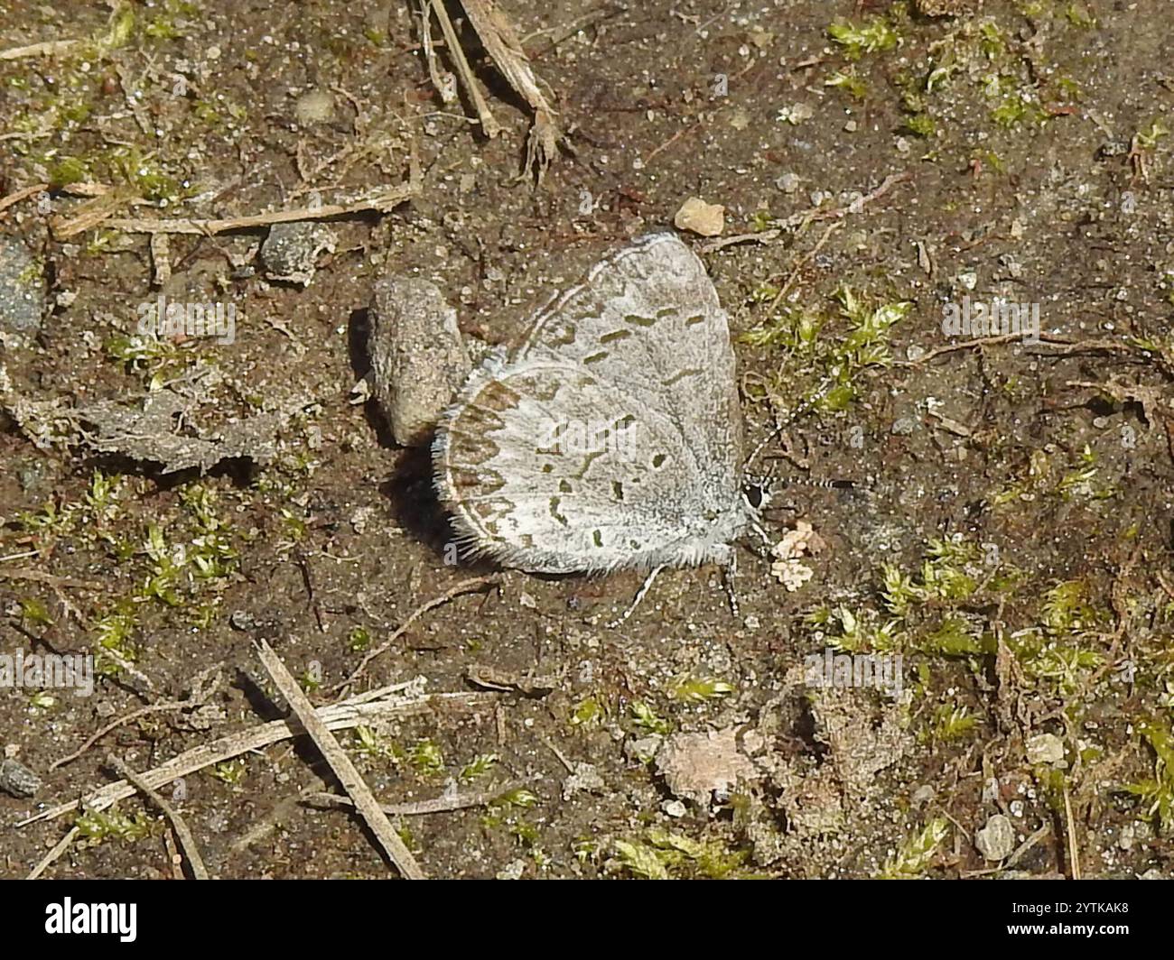 Northern Azure (Celastrina lucia Stock Photo - Alamy