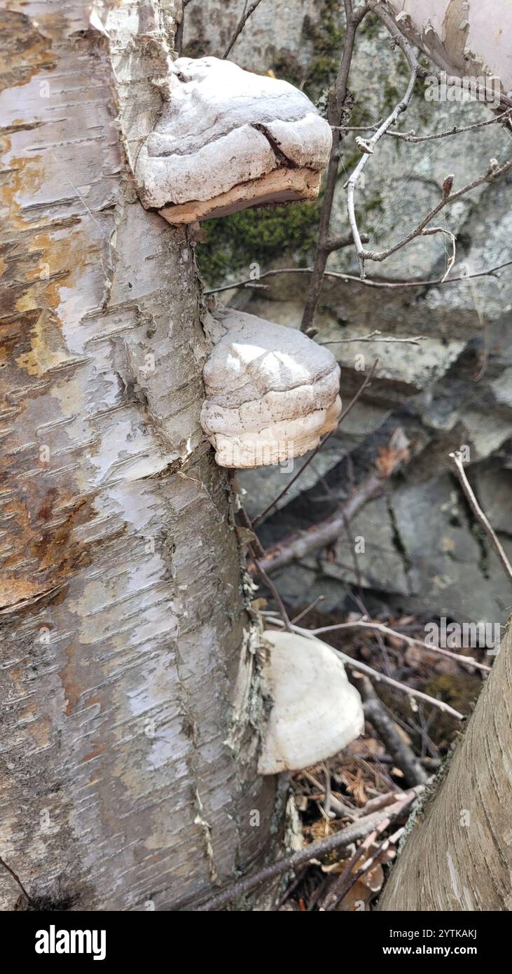 Hoof Fungus (Fomes fomentarius Stock Photo - Alamy