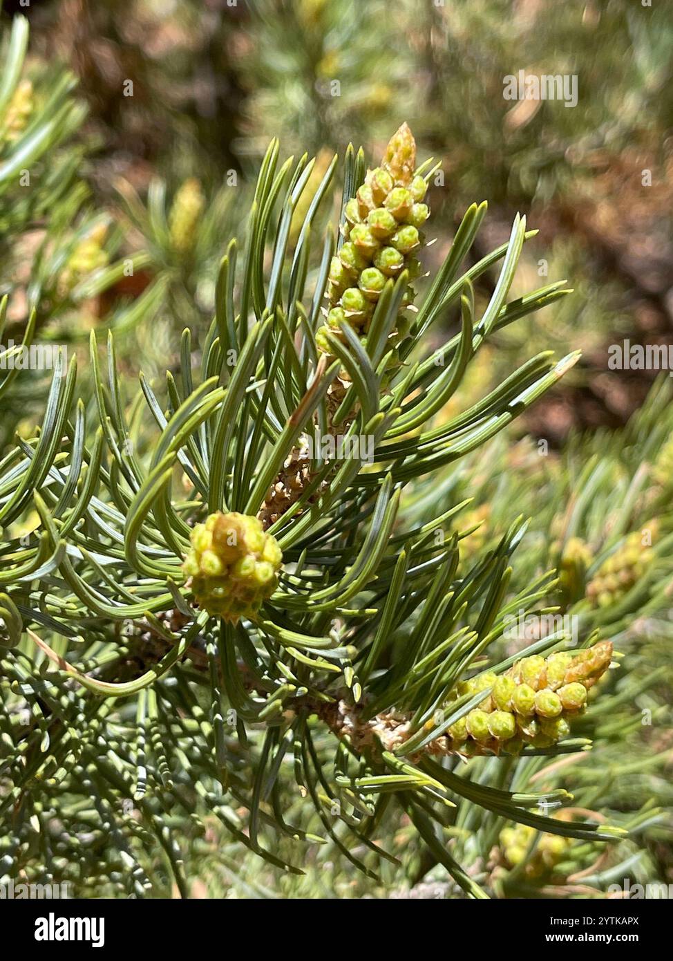 Colorado Pinyon (Pinus edulis Stock Photo - Alamy