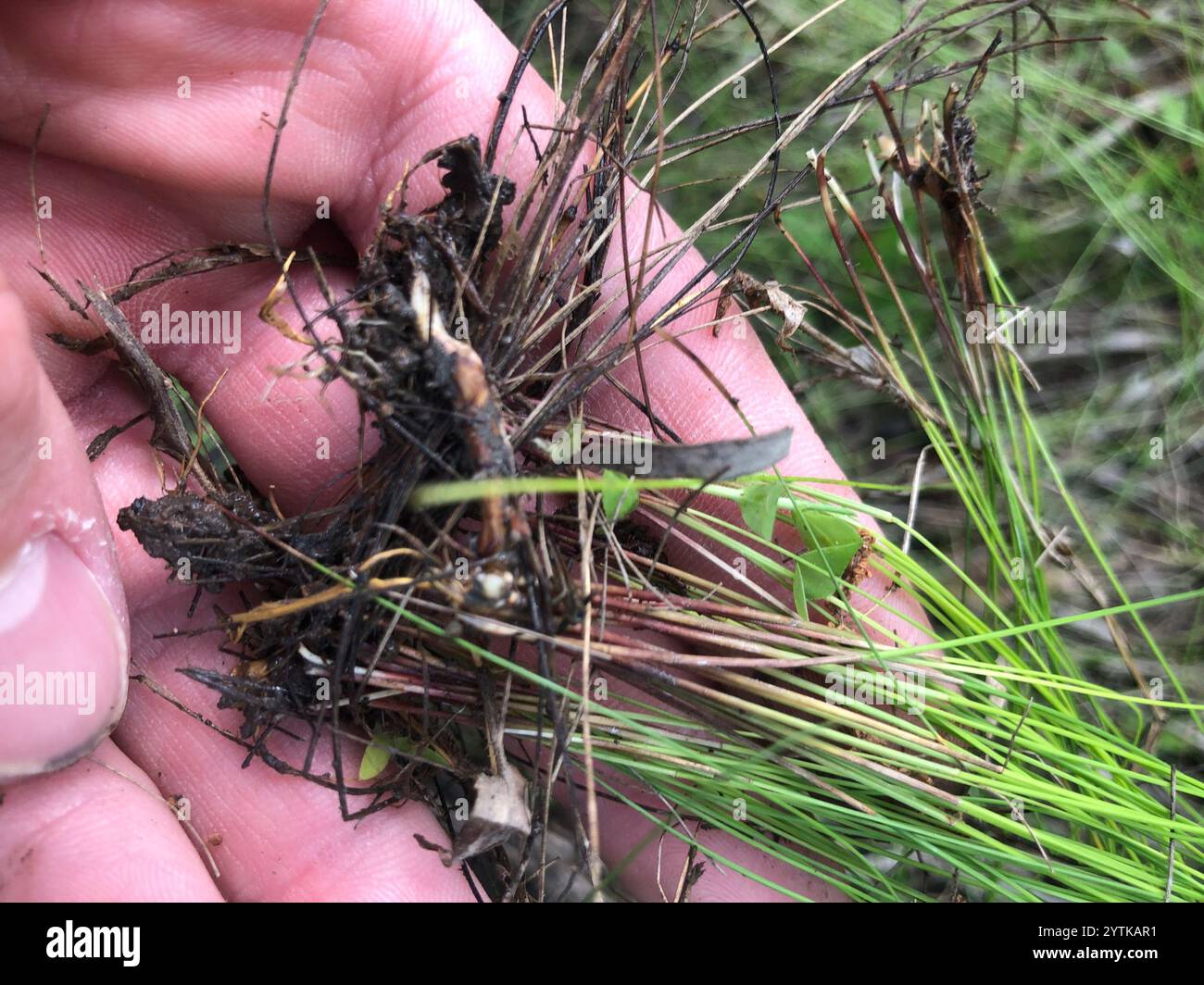slender spike rush (Eleocharis tenuis verrucosa Stock Photo - Alamy