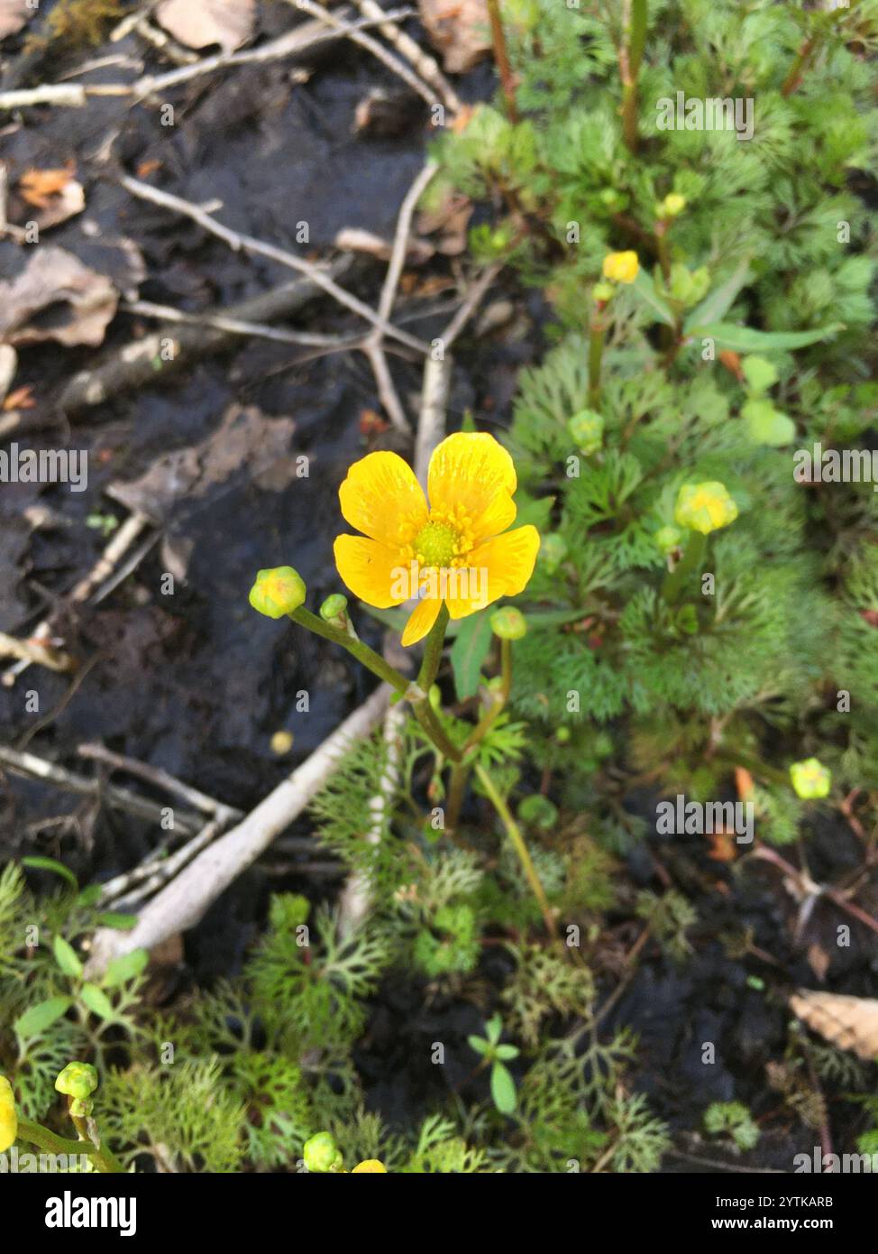Yellow water crowfoot hi-res stock photography and images - Alamy