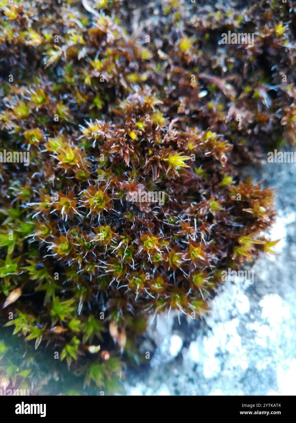 Star Moss (Syntrichia ruralis Stock Photo - Alamy