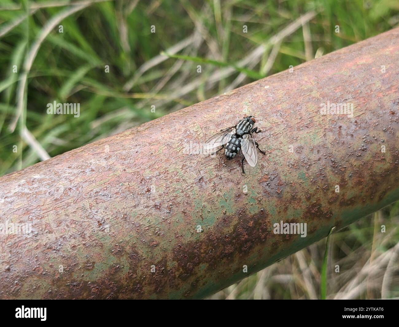 Common Flesh Flies (Sarcophaga Stock Photo - Alamy