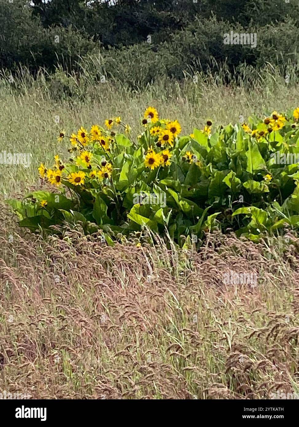 deltoid balsamroot (Balsamorhiza deltoidea Stock Photo - Alamy